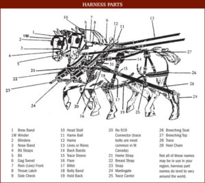 Understanding the Pair Harness - Equestriguide