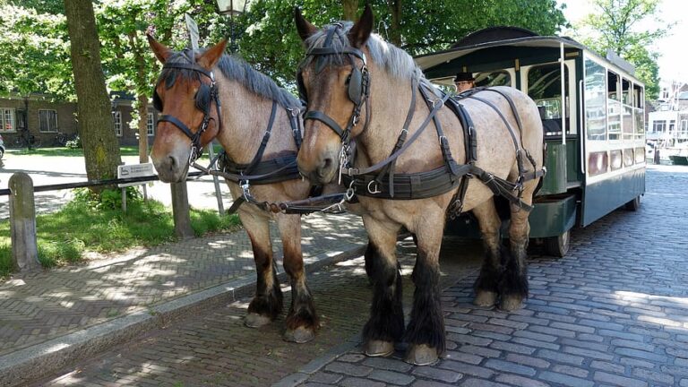 The Majestic Dutch Draught Horse - Equestriguide
