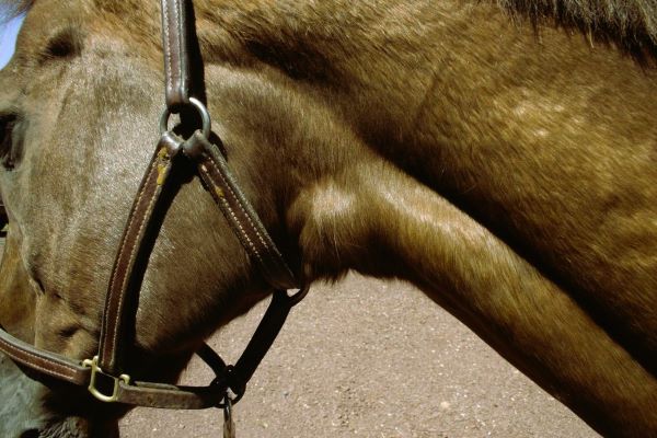 Enlarged Glands Under the Jaw in Horses: A Comprehensive Overview - Equestriguide
