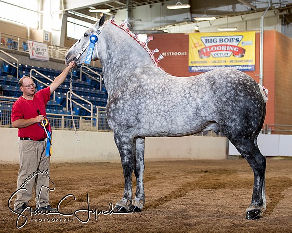 The Unparalleled History and Characteristics of the Percheron Horse Breed - Equestriguide